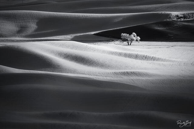 Workshops | Post Processing Lessons | Infrared Photography | Randy Bott Photography